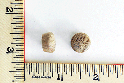 Oak Round Head wood Plugs with Tapered Sides (1/2" Diameter) - Per Bag ...